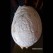 SEA SHELL CARVING BY BALI BONE CRAFT